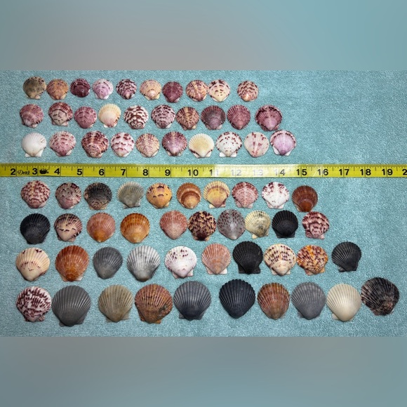 Accents | Sanibel Island 7 Scallops Shells In Assorted Colors Sizes ...